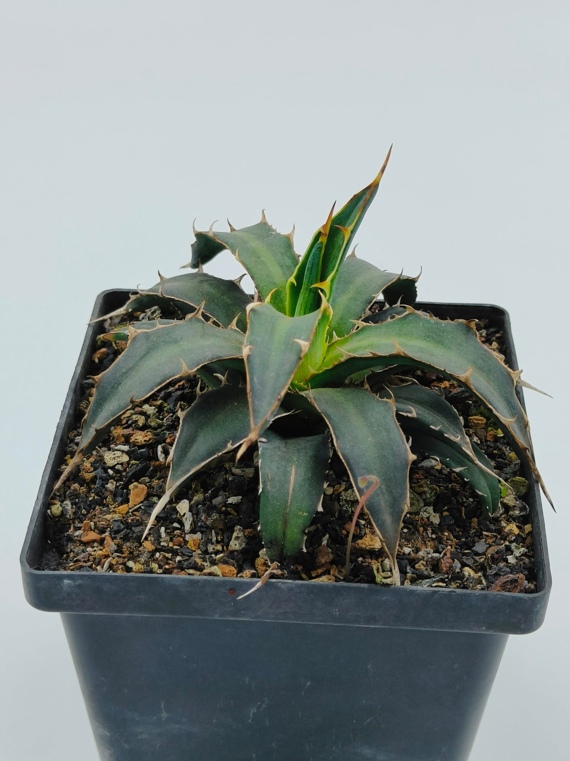 Agave Xylonacantha Aka Toothpick Agave or Spineless Agave - Seedlings India