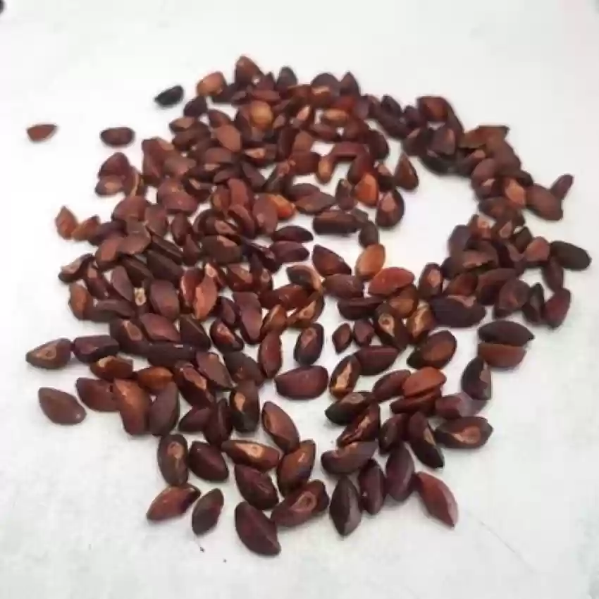 Awala Hybrid Seeds - Seedlings India